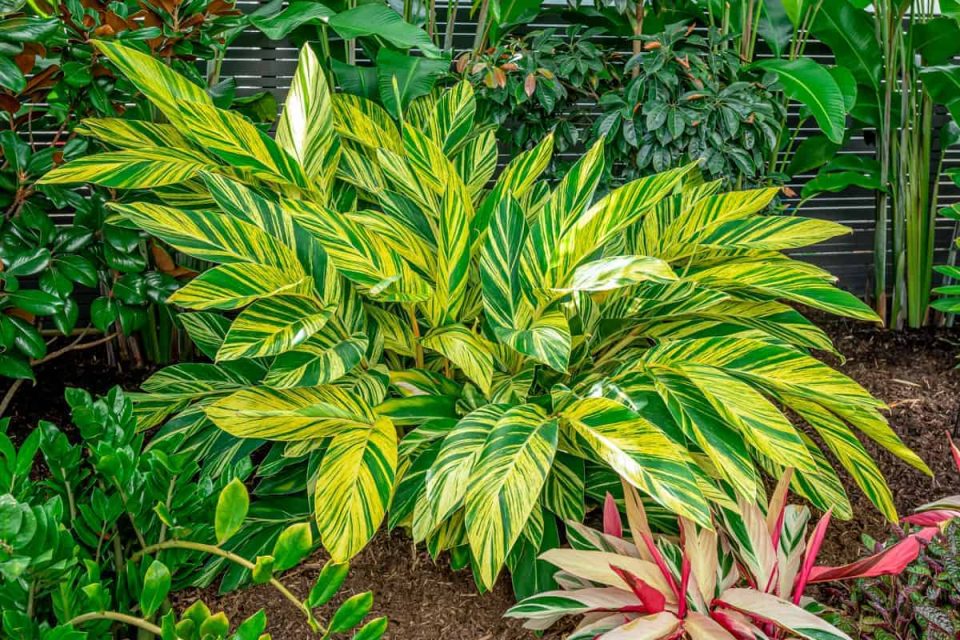 Noosa Landscaping Plant Selection Recommendations