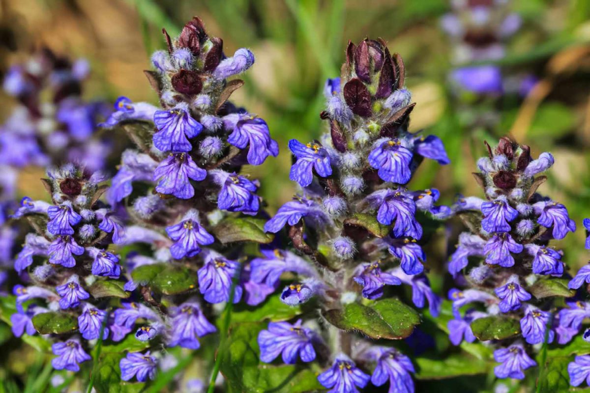 Bugle - Earth Creation Landscapes Plant Library