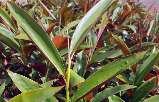 Native Red Back Ginger - Earth Creation Landscapes Plant Library