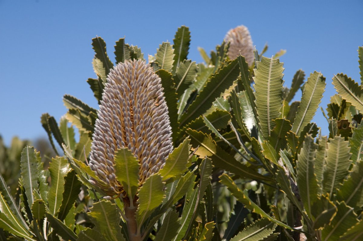 Old Man Banksia - Earth Creation Landscapes Plant Library