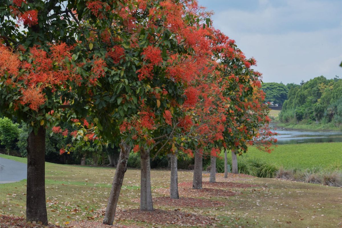 Flame Tree - Earth Creation Landscapes Plant Library