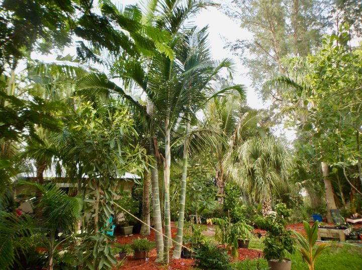 Pemba Palm - Earth Creation Landscapes Plant Library