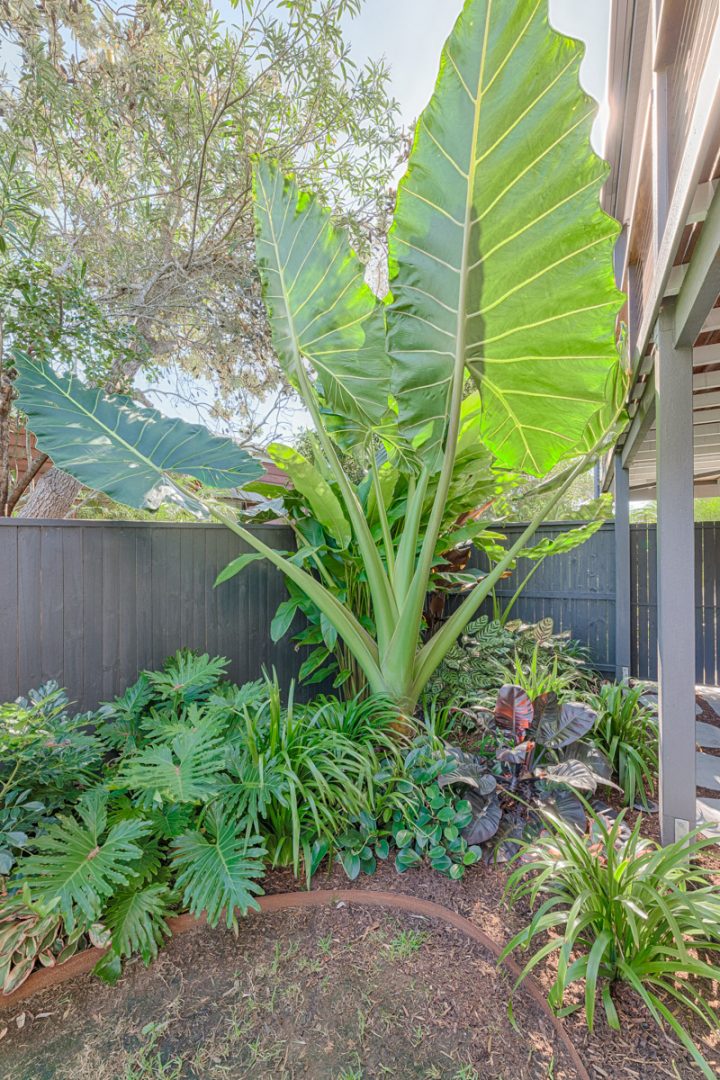 Parakeet Cr Peregian Beach - Landscape Project