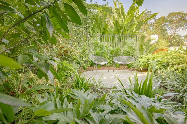 Olive Tree - Earth Creation Landscapes Plant Library