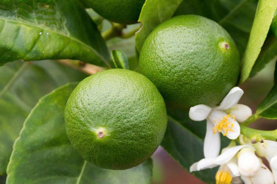 Citrus Tahitian Lime - Earth Creation Landscapes Plant Library