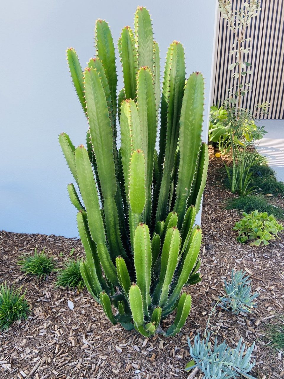 Noosa Landscaping Plant Selection Recommendations