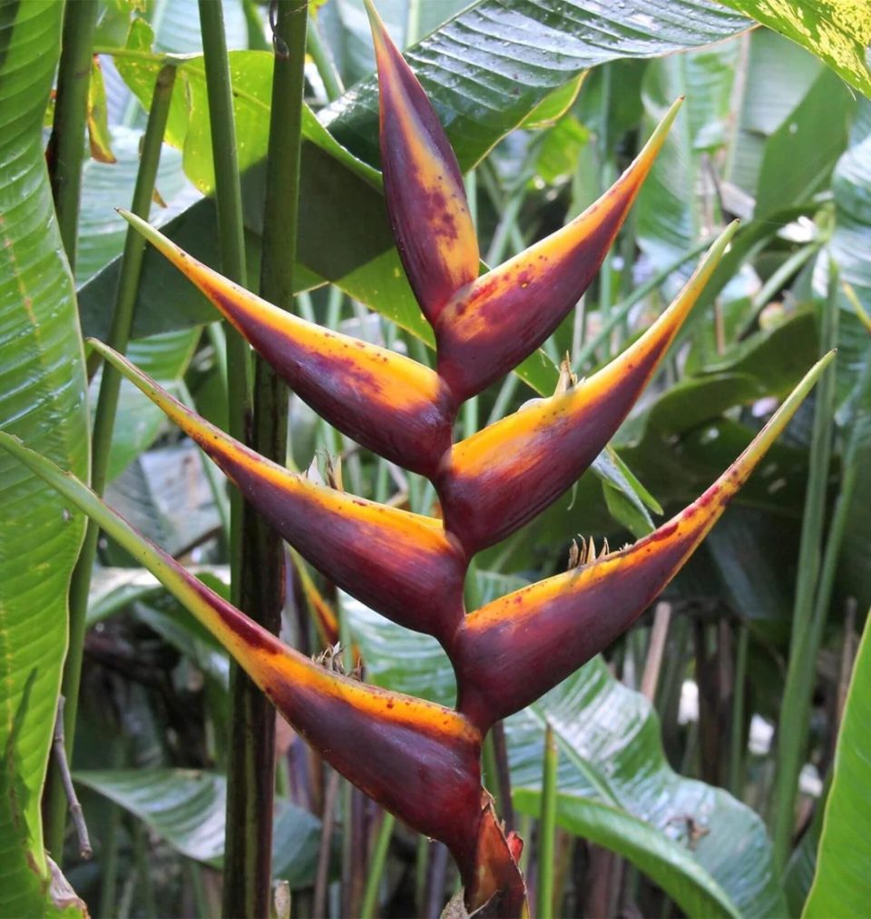 Chocolate Dancer - Earth Creation Landscapes Plant Library