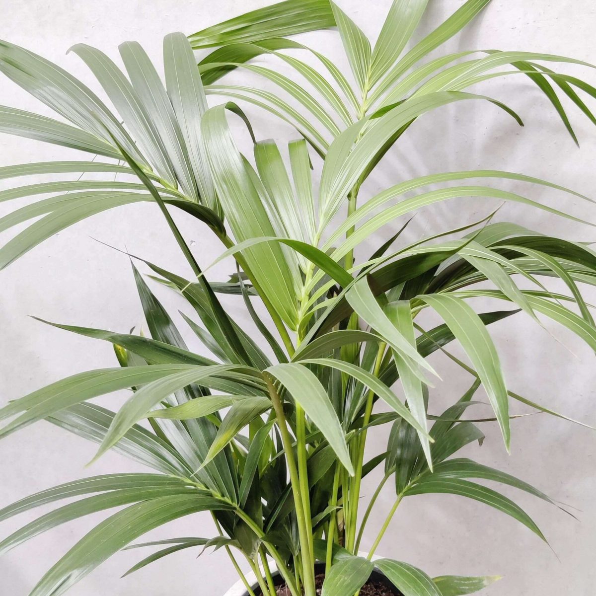 Kentia Palm - Earth Creation Landscapes Plant Library