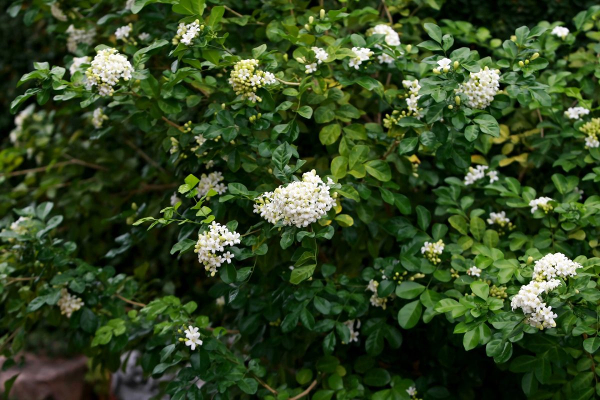 Orange Jessamine - Earth Creation Landscapes Plant Library