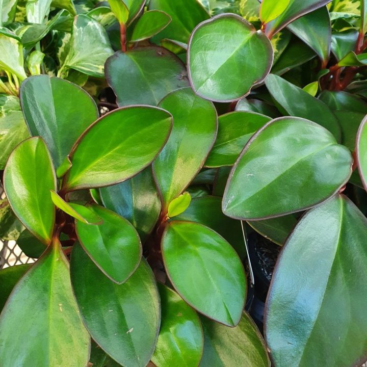 Red Margin Peperomia - Earth Creation Landscapes Plant Library
