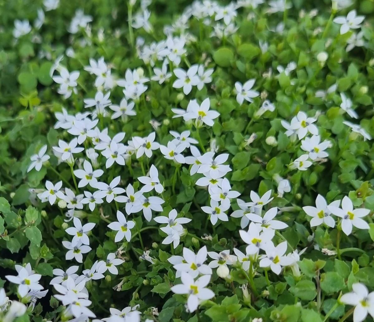 White Star Creeper - Earth Creation Landscapes Plant Library