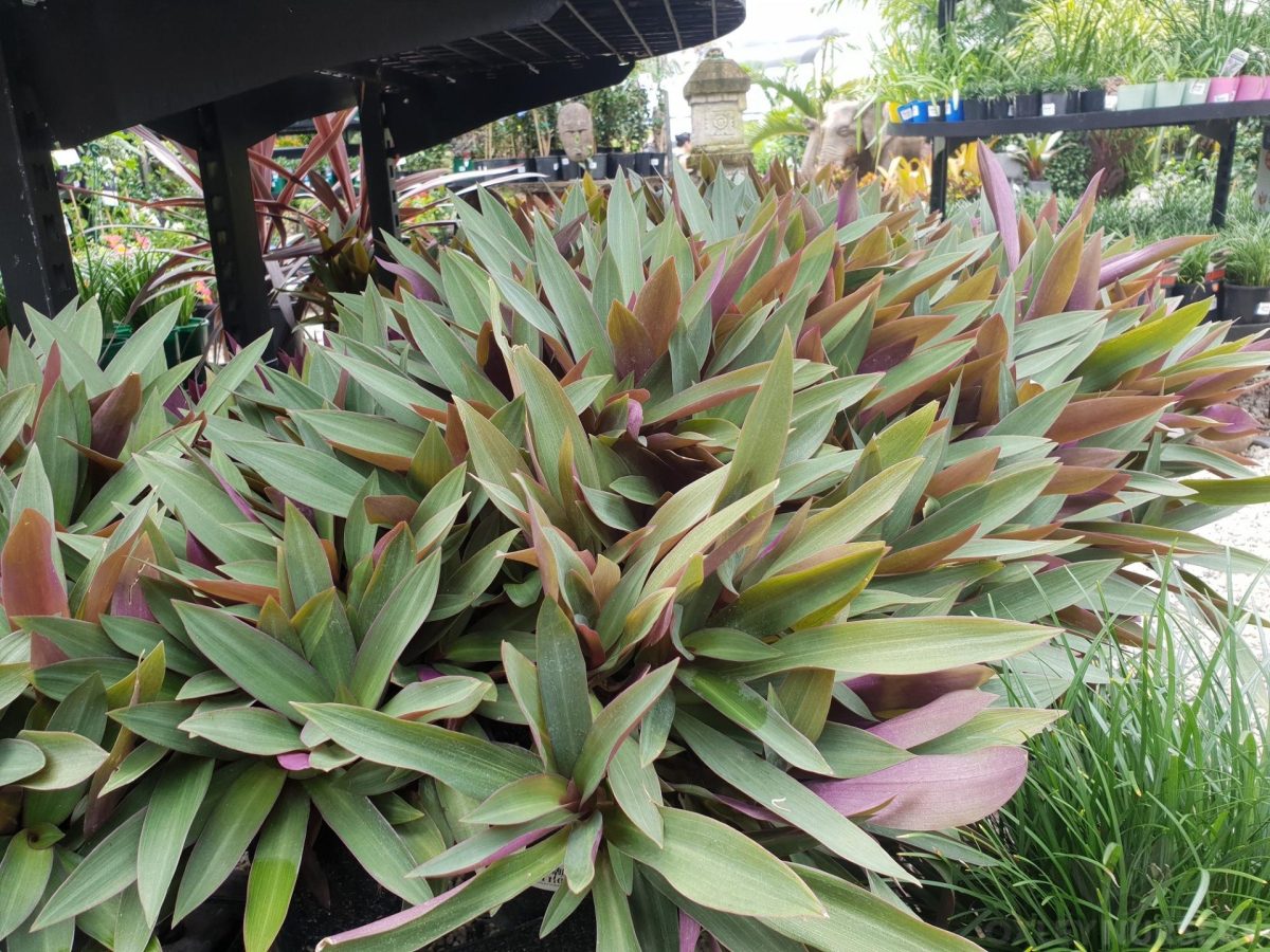 Moses in the Cradle - Earth Creation Landscapes Plant Library