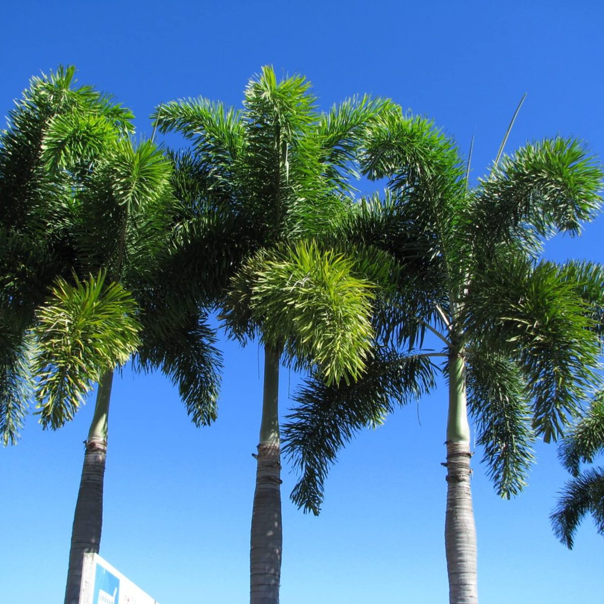 Noosa Waters - Residence - Landscape Project